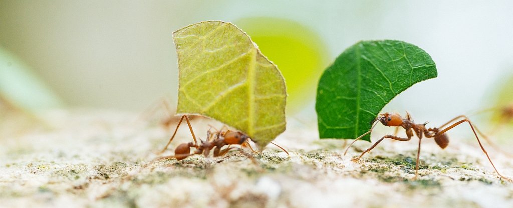 Here's How Ants and Other Animals Find Their Way Home