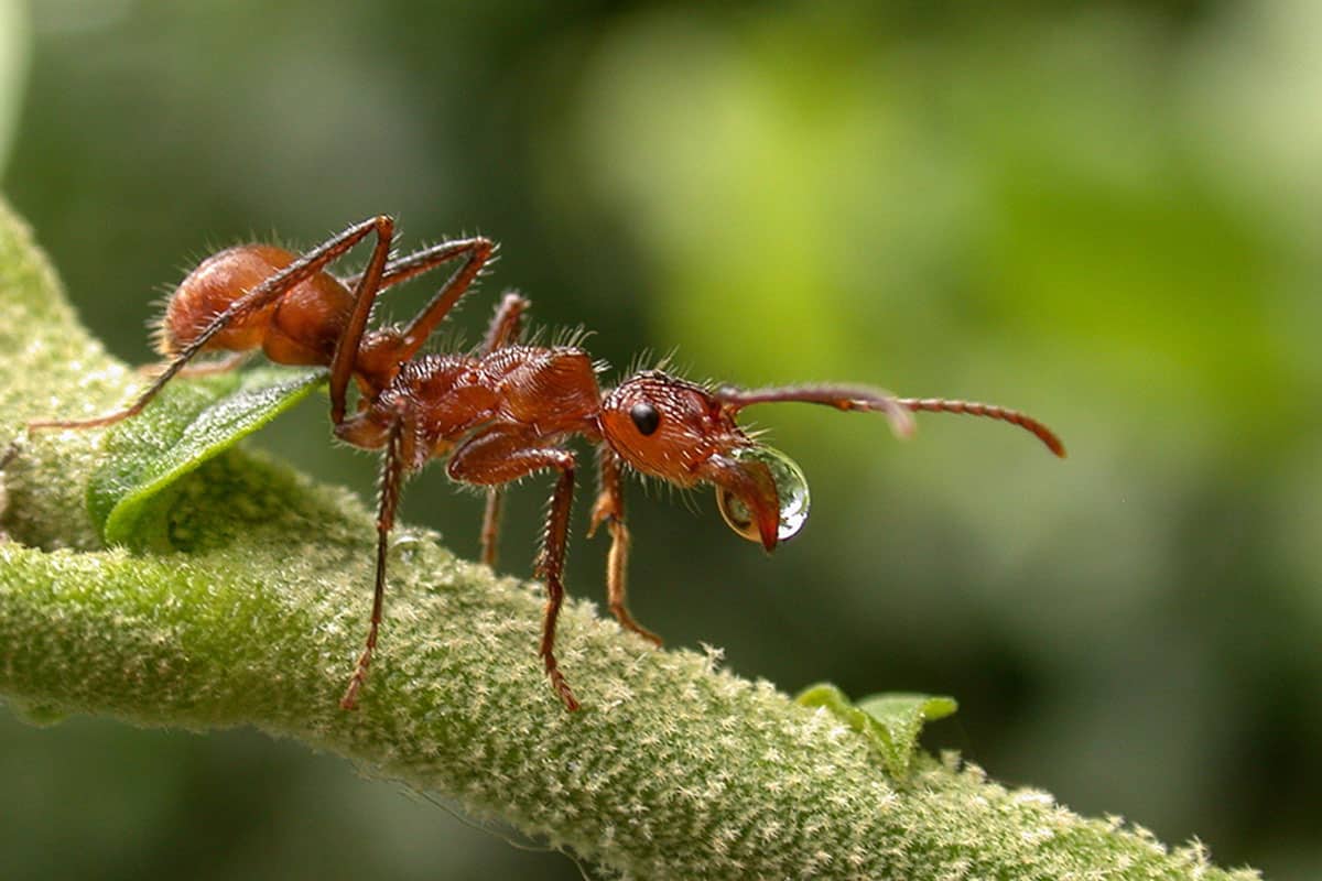 Here’s How Ants and Other Animals Find Their Way Home – Science Sensei