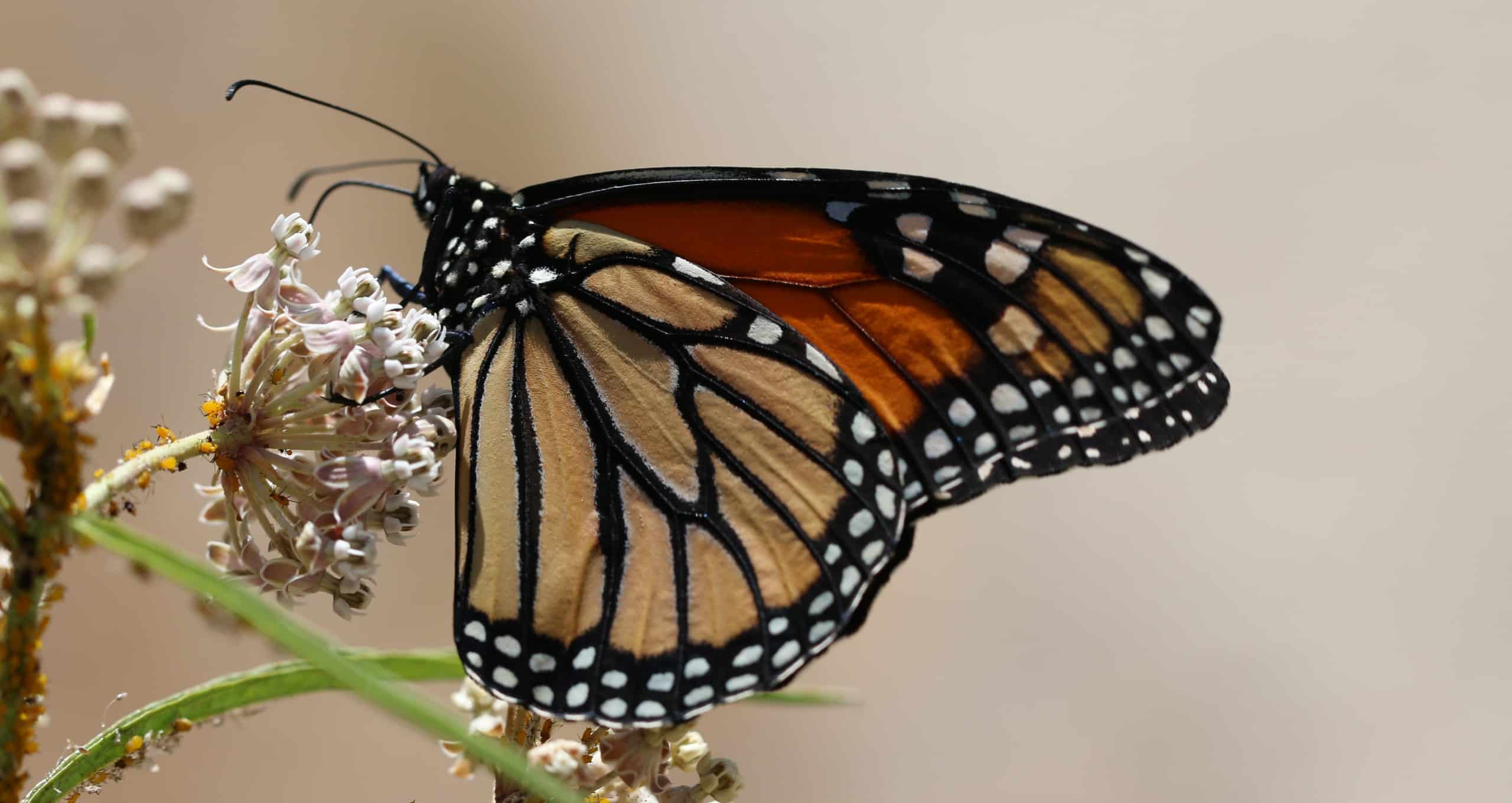 Monarch Patterns Are Changing – Here’s Why – Science Sensei