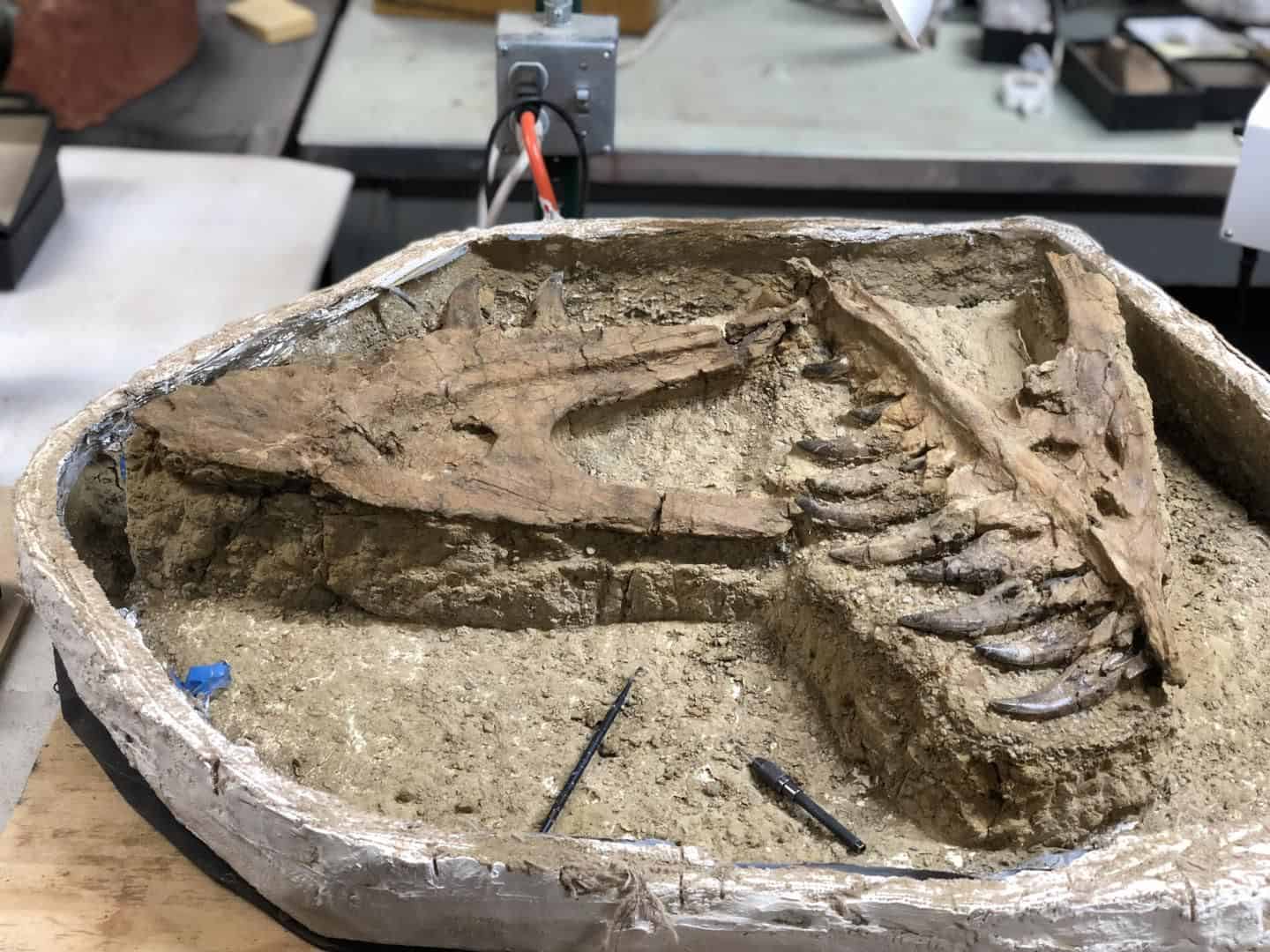 The Groundbreaking Discovery of a Tiny T-Rex in Utah – Science Sensei