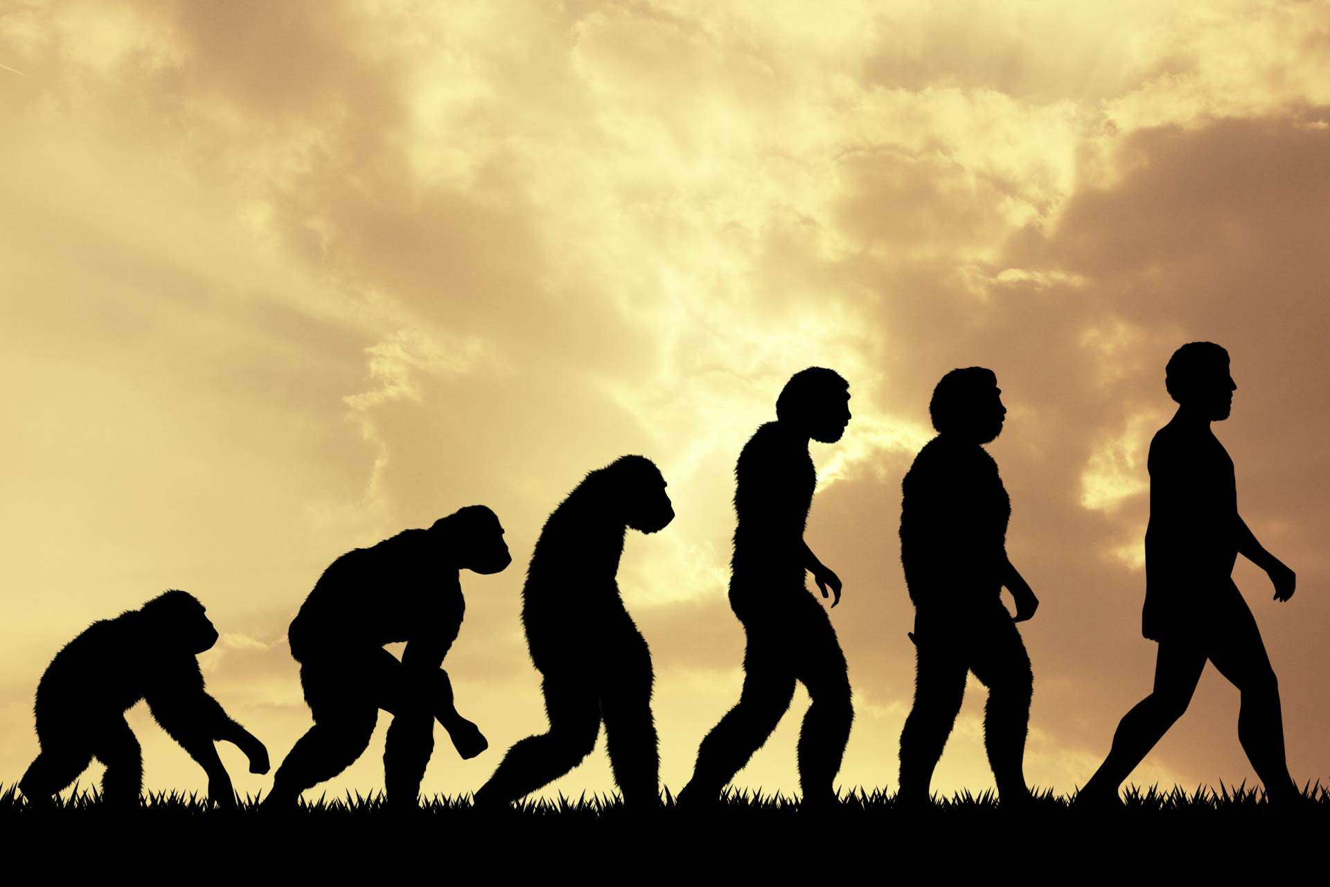 Evolution Explained So A 5 Year Old Could Understand – Science Sensei
