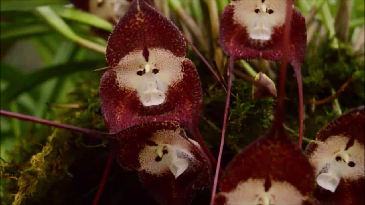 38 of the Strangest Plant Species – Science Sensei