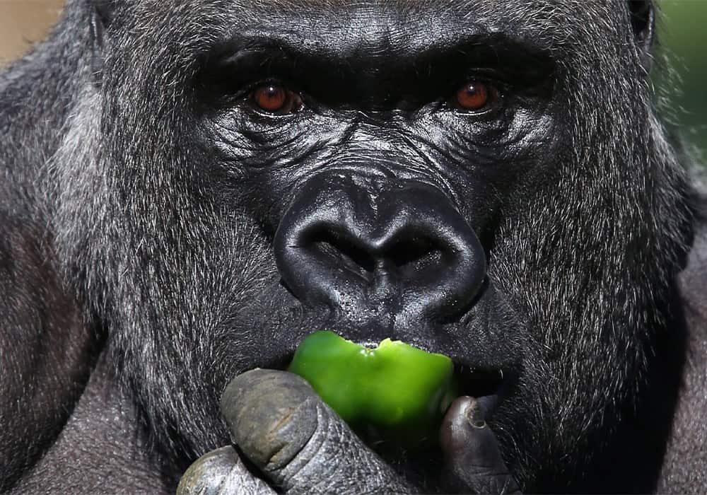 The Most Intelligent Animals On Planet Earth Today