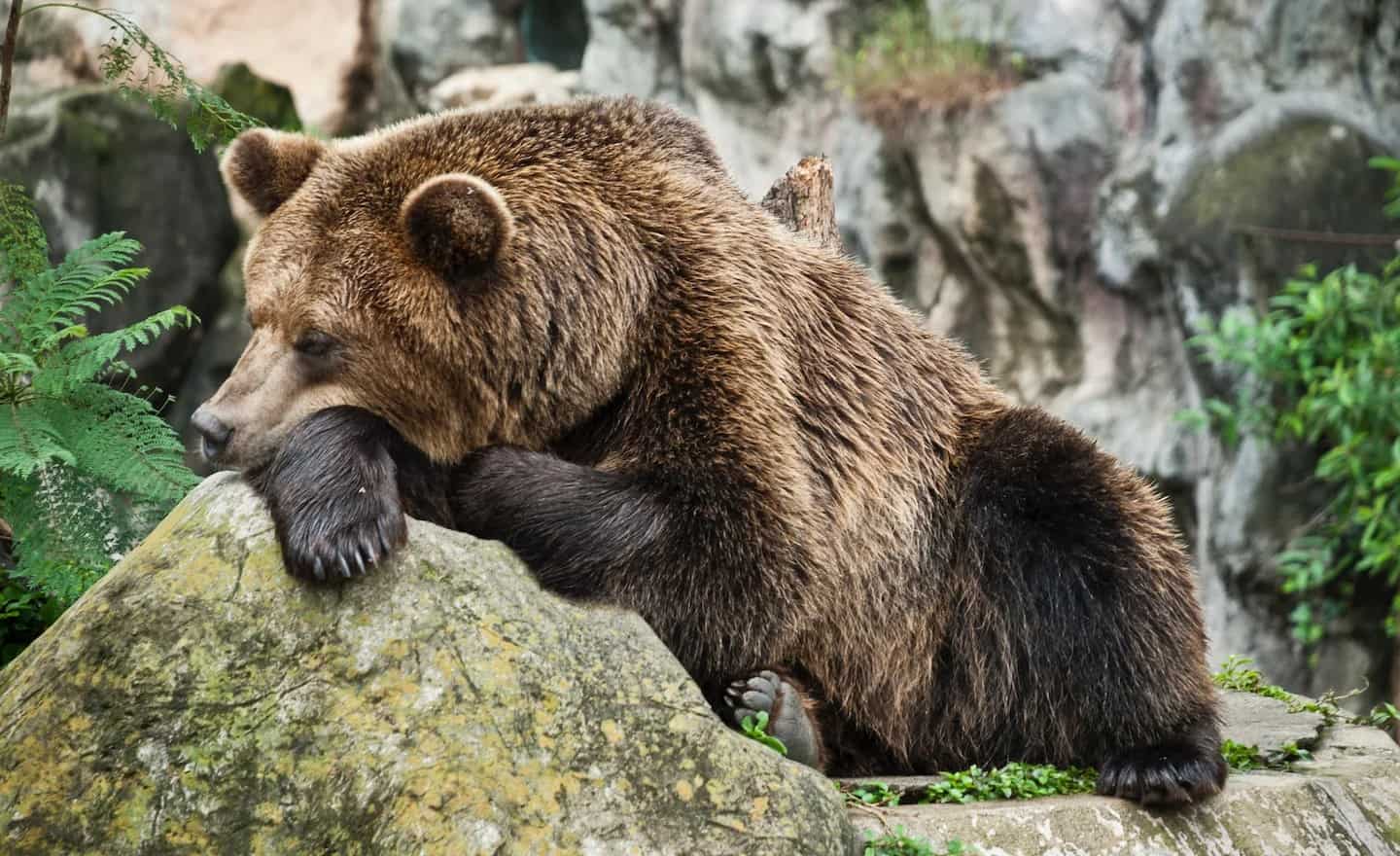 Unusual Sleeping Habits of These Earth Creatures – Science Sensei