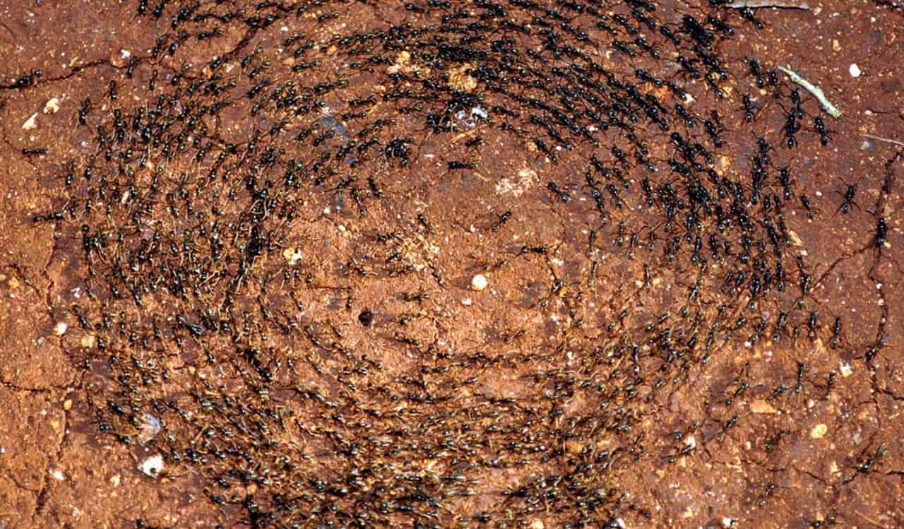 The Strangest Animal Habits That The World Never Sees