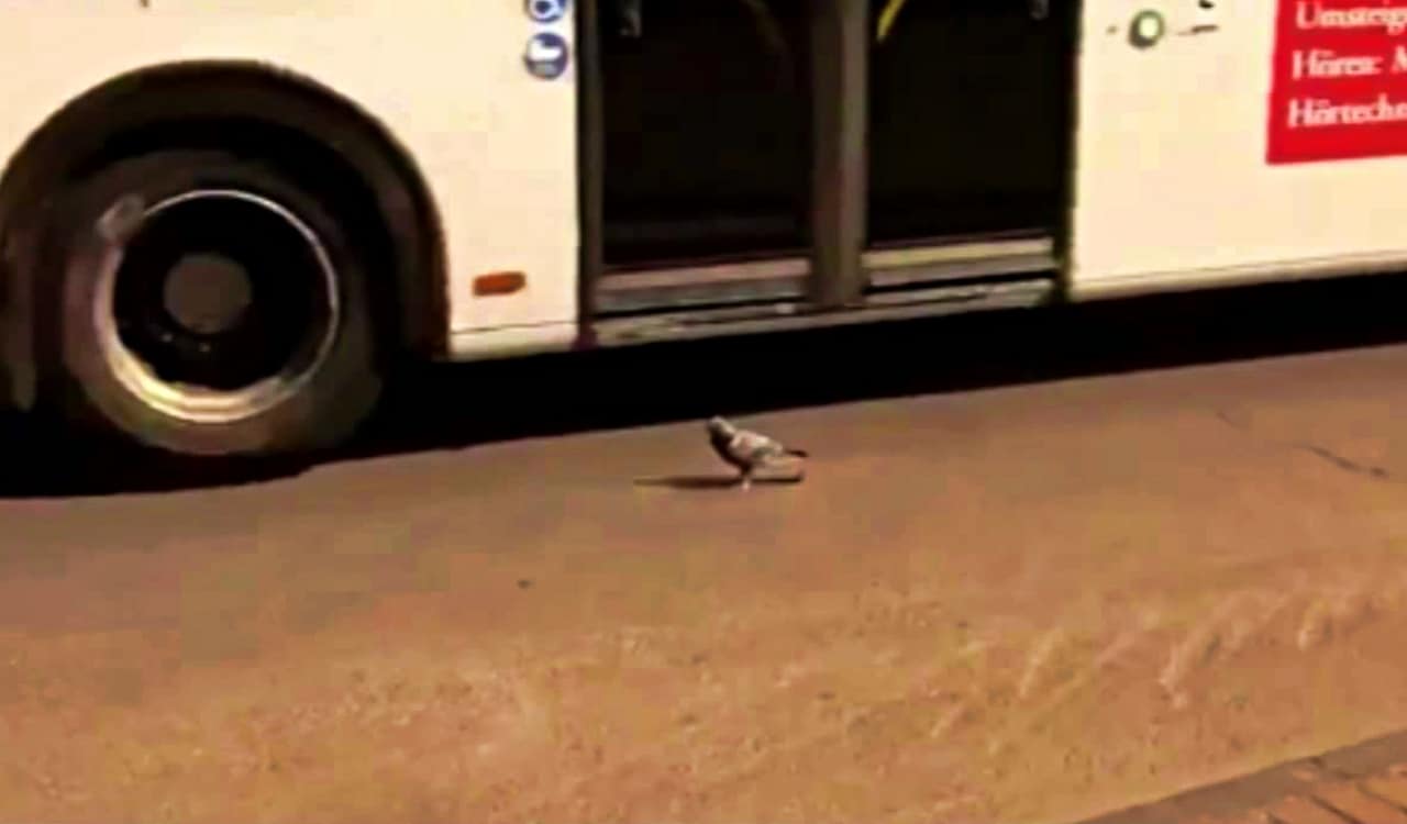 The Strangest Animal Habits That The World Never Sees