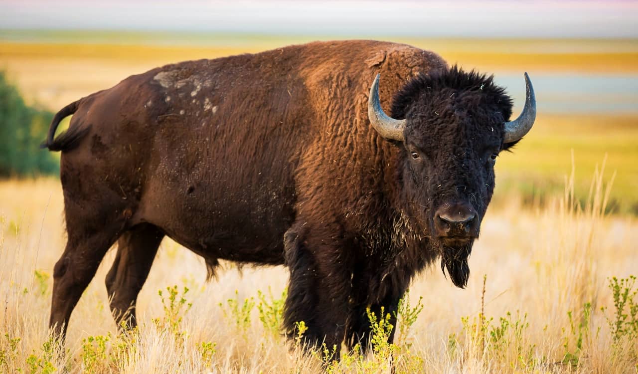 The Deadliest Animals In The United States Of America The Deadliest Animals In The United States Of America