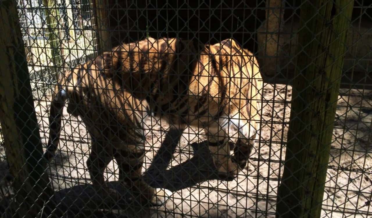 The Worst Things That Ever Happened At Zoos