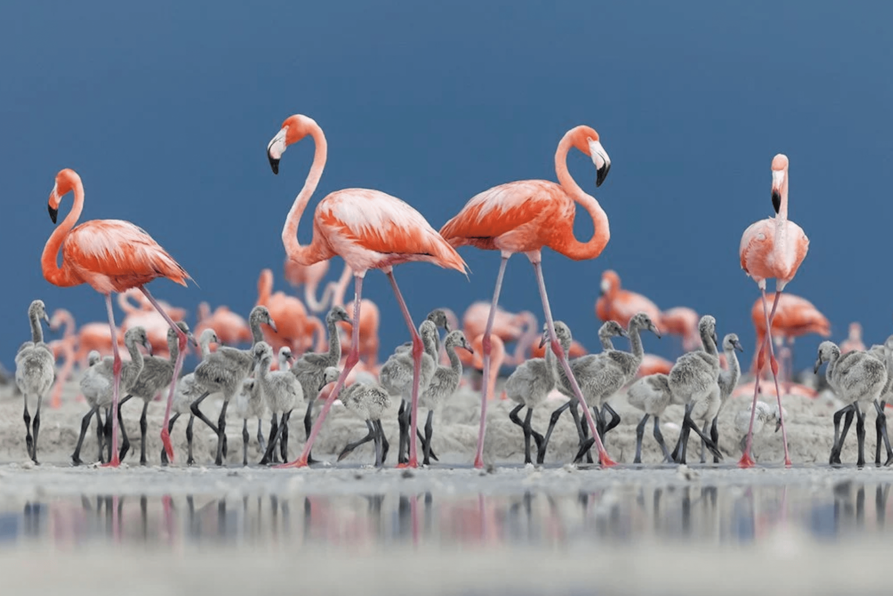 Rare Wildlife Photographs of Threatened Species – Science Sensei Rare Wildlife Photographs of Threatened Species – Science Sensei