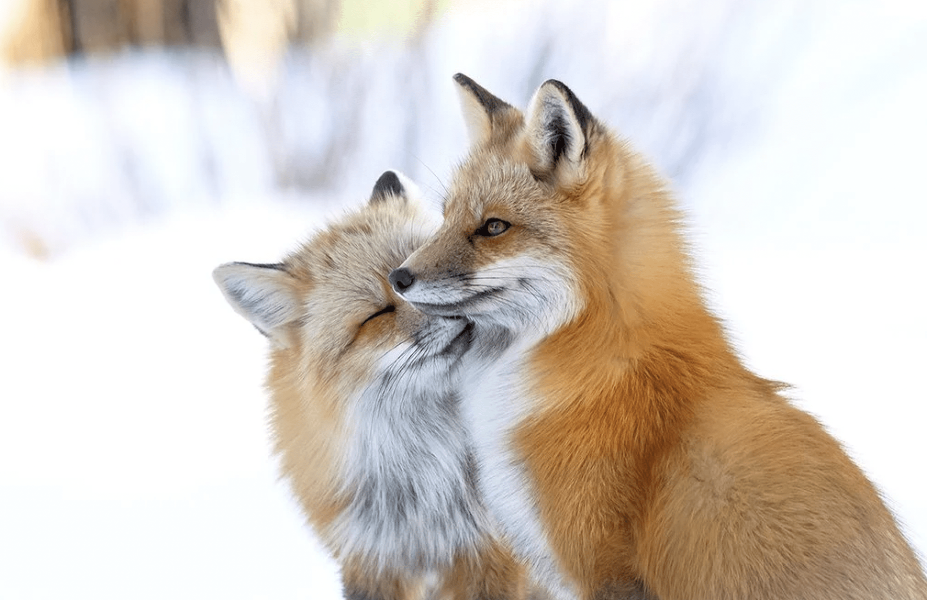 Rare Wildlife Photographs of Threatened Species – Science Sensei Rare Wildlife Photographs of Threatened Species – Science Sensei