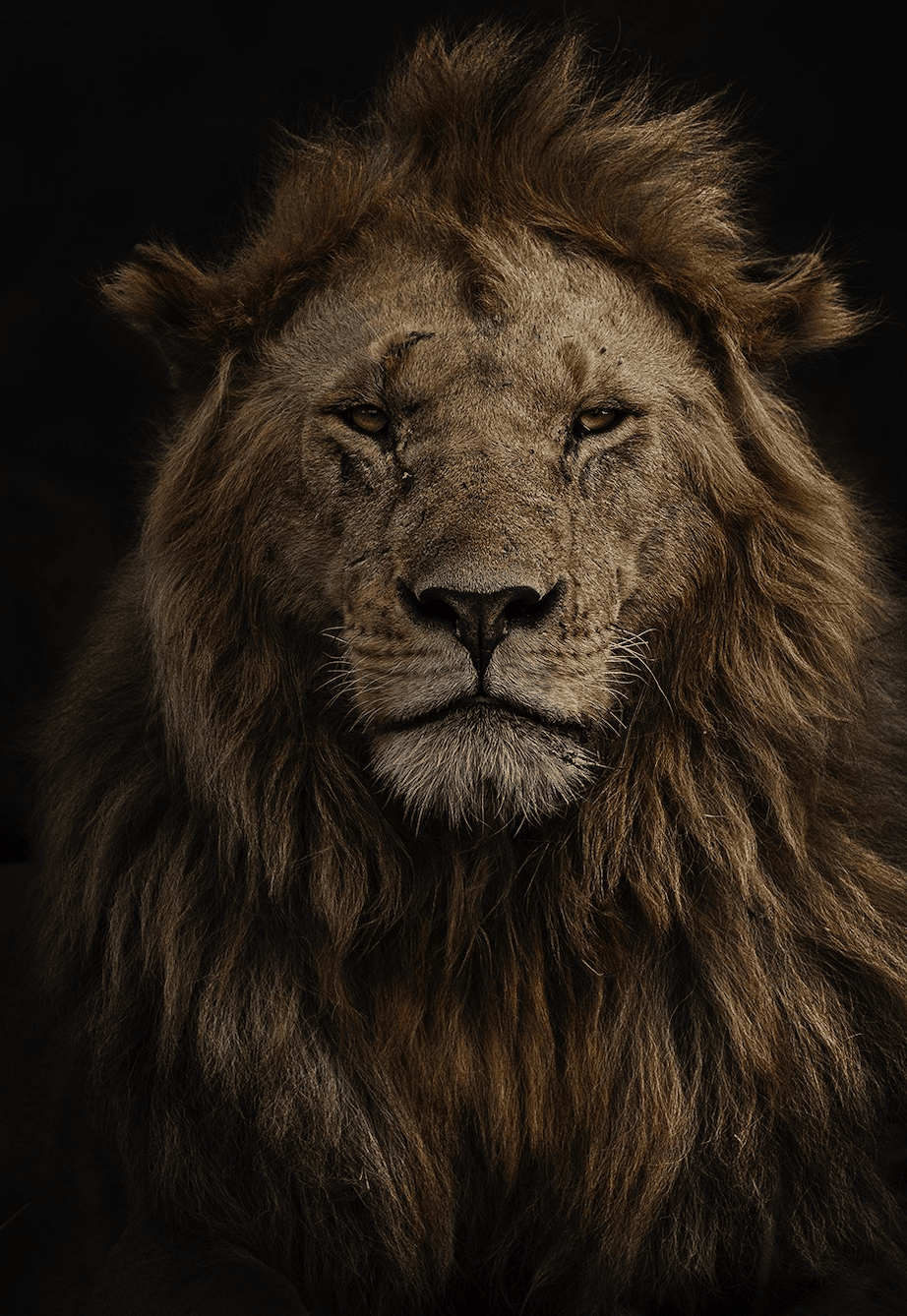 Rare Wildlife Photographs of Threatened Species – Science Sensei Rare Wildlife Photographs of Threatened Species – Science Sensei