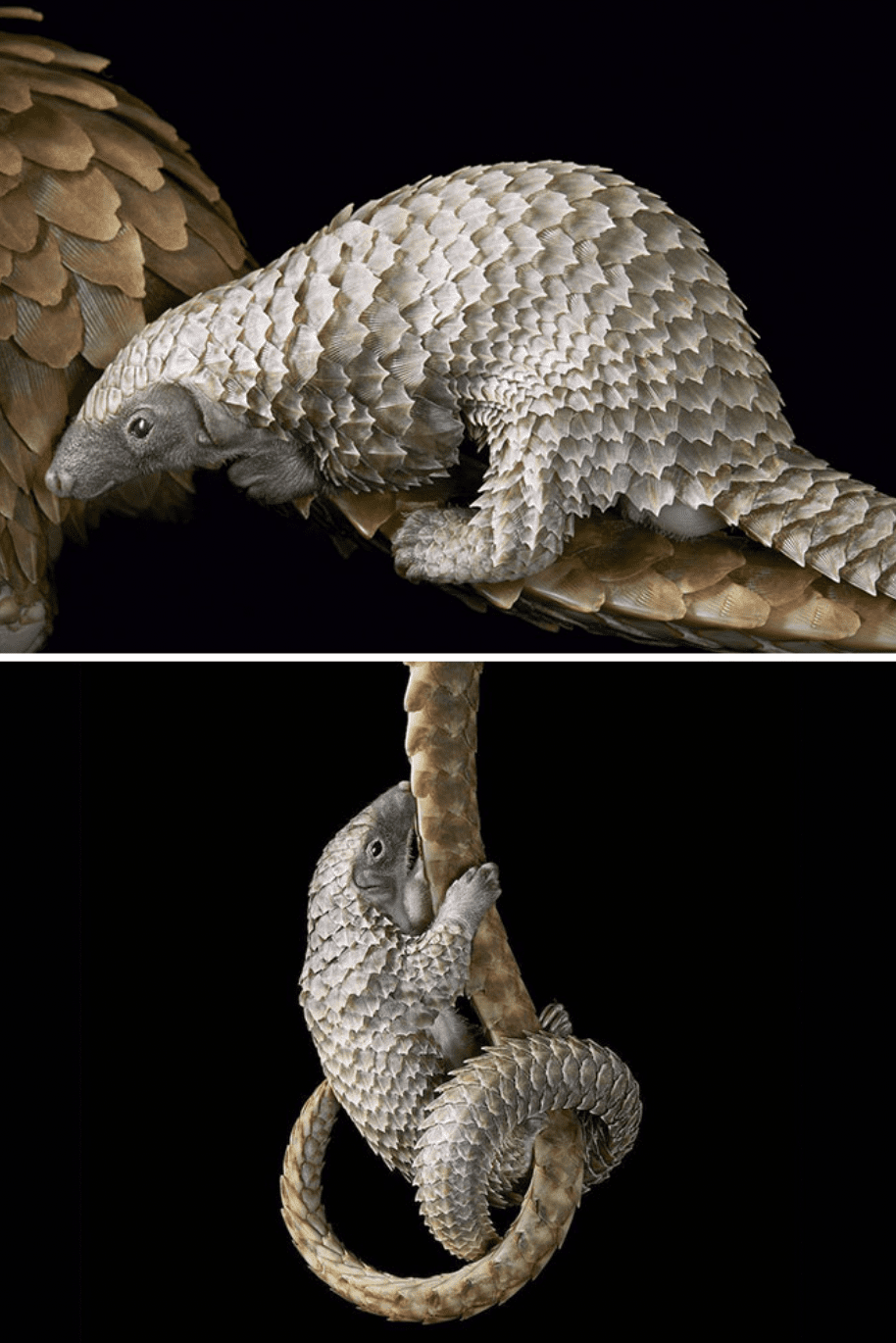 Rare Wildlife Photographs of Threatened Species – Science Sensei Rare Wildlife Photographs of Threatened Species – Science Sensei