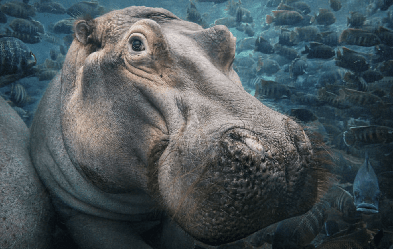 Rare Wildlife Photographs of Threatened Species – Science Sensei Rare Wildlife Photographs of Threatened Species – Science Sensei