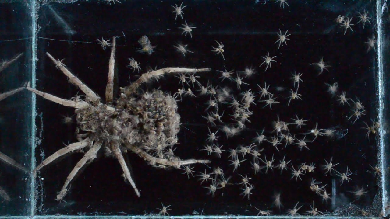 Scariest Spider Encounters That Will Make You Say "Burn It Down"