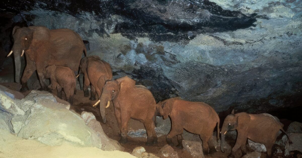 kitum-cave-elephants-1200x628.jpg