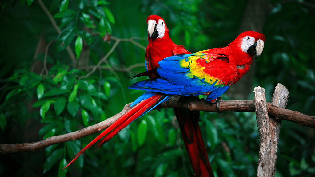 25 Incredible Bird Species Of The Amazon – Science Sensei