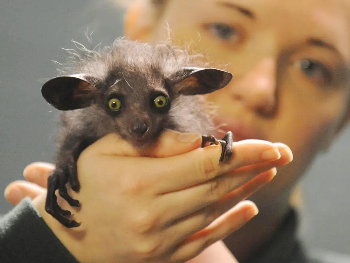 Rare Animal Species We Didn’t Realize Existed Until Today – Page 21 ...