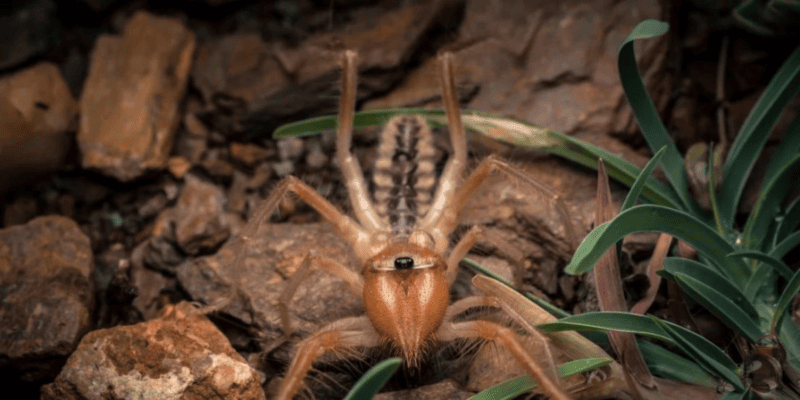 Massive and Terrifying Extinct Animals that Roamed the Earth