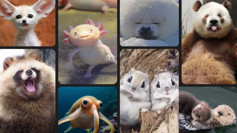 Survival of the Cutest: How Natural Selection Shaped Nature’s Most ...