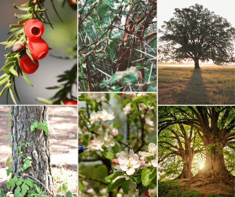 Stunning Yet Deadly: Ranking Nature’s 25 Most Poisonous Trees – Science ...