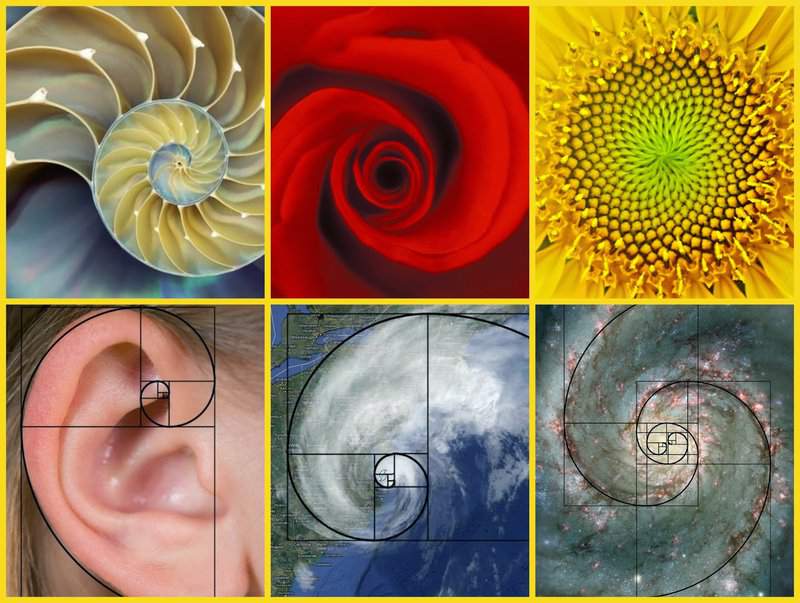 36 Mesmerizing Phenomena That Follow Fibonacci’s Mathematical Pattern ...