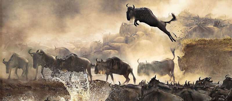 38 Magnificent Animal Migrations That Will Leave You in Awe of Nature ...