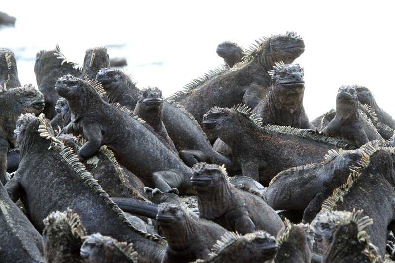 Non-Native Animals That Changed Their New Homes Forever – Page 7 ...