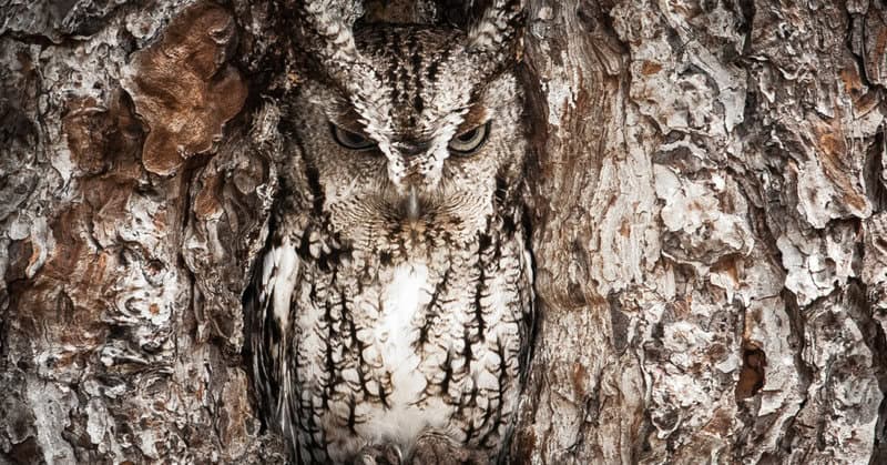 owl-camouflage-disguise-fb-1200x628.jpg