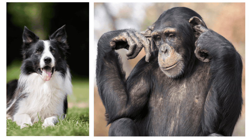 Which Animals Are the Smartest? Here’s the Ranking – Science Sensei