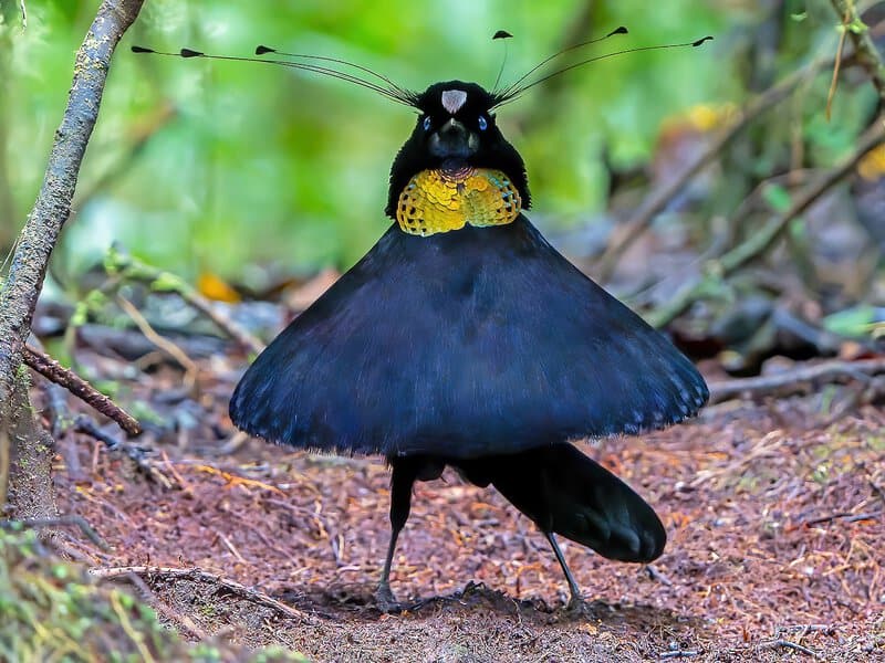 From Courtship to Choreography: 33 Fascinating Birds That Mastered the ...