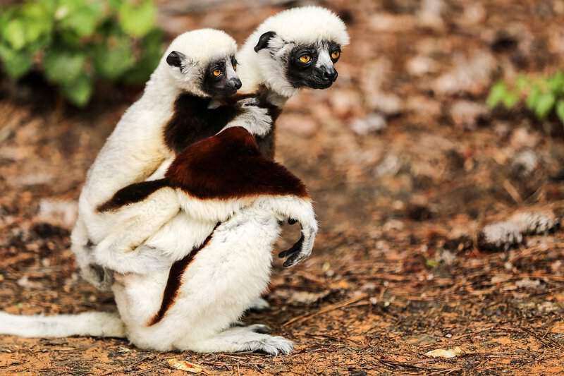37 of the Rarest Animals That Live Nowhere Else on Earth – Science Sensei