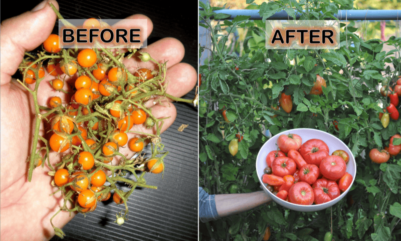 How Fruits Looked Before Humans Got Involved – Science Sensei