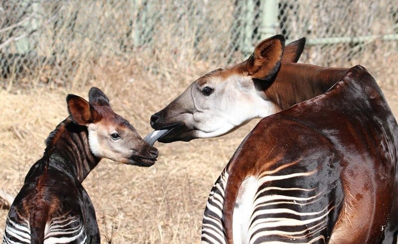 okapi_2-1024x628.jpg