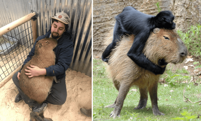 Capybaras Never Fight Back – And That’s Their Greatest Strength ...