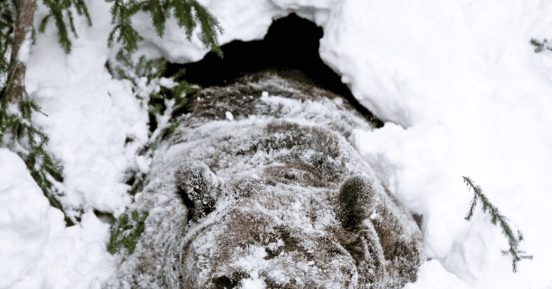 hibernating-1200x628.png