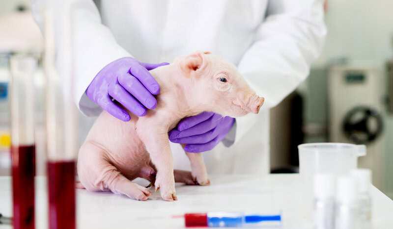 The Organ Crisis Is Over – Thanks to These 25 Genetic Transformations ...