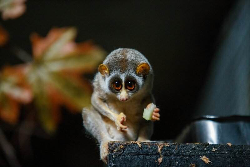 These are the 28 Smallest Mammals on Earth – Science Sensei