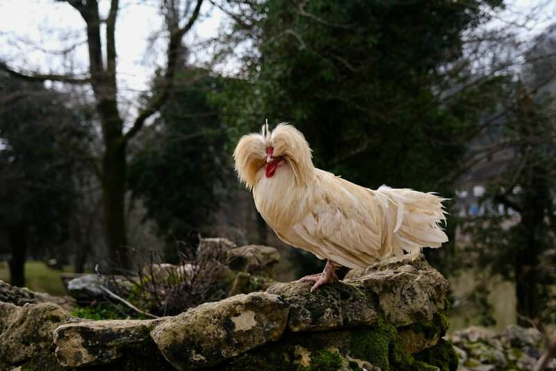 25 of the Most Beautiful Domesticated Chickens in America – Science Sensei
