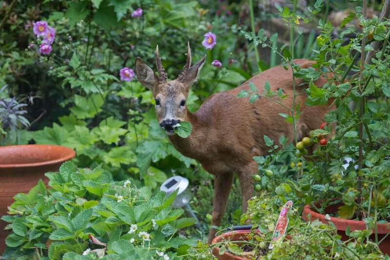 We Found the Best Plants for Keeping Deer Out of Your Garden All Year ...