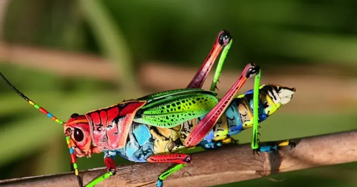 23 Insects So Beautiful You Won't Believe They're Real