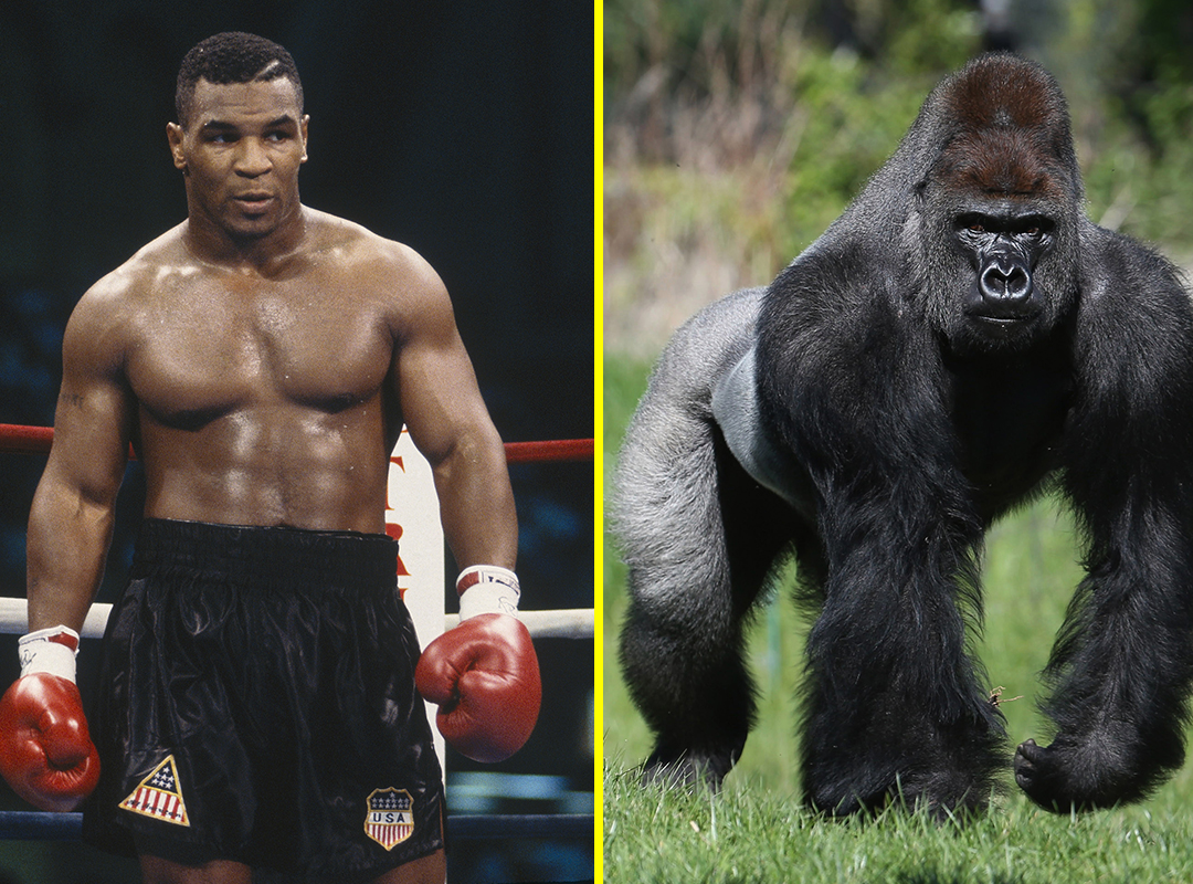 25 Reasons a Silverback Gorilla Would Demolish 20 Humans in Combat ...
