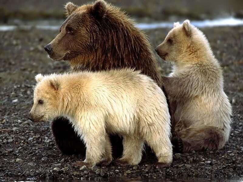 30 Astonishing Animal Hybrids Straight From Nature – Science Sensei