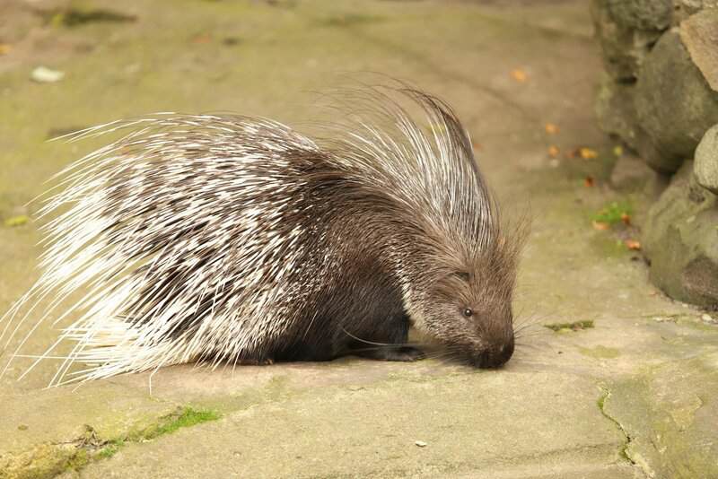 These Wild Animals Look Adorable Until They Turn on Their Owners (And ...