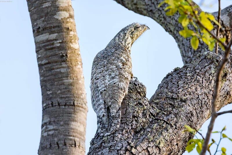 31 Animals That Are Masters of Deception and Lies – Science Sensei