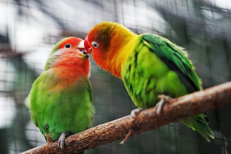 10 Types of Birds That Make Perfect Pets, and 15 You Should Leave in ...