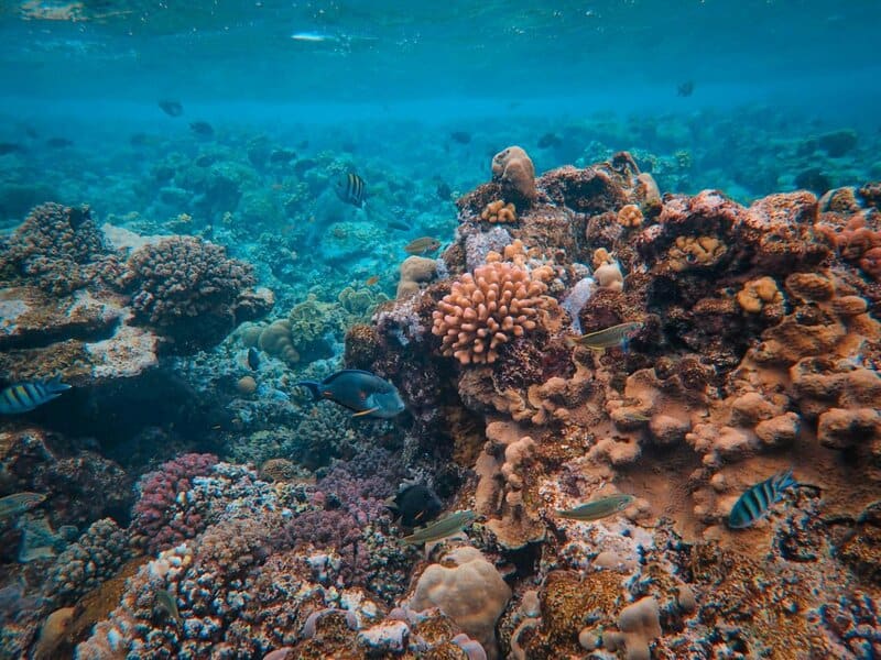 The Great Barrier Reef’s Chemical Conversations: How Coral, Fish, and ...
