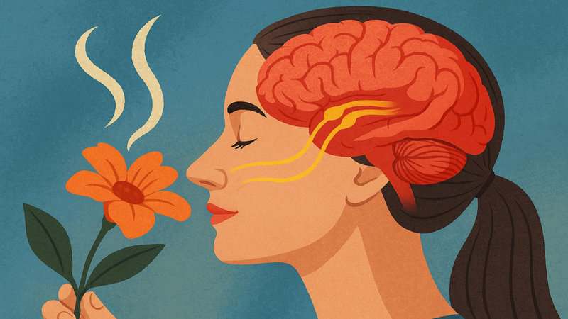 Why Your Sense of Smell Is the Early Warning System for Your Brain ...