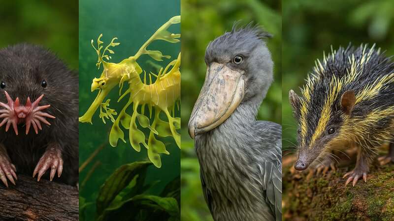 15 Animals That Evolved in the Weirdest Ways – Science Sensei