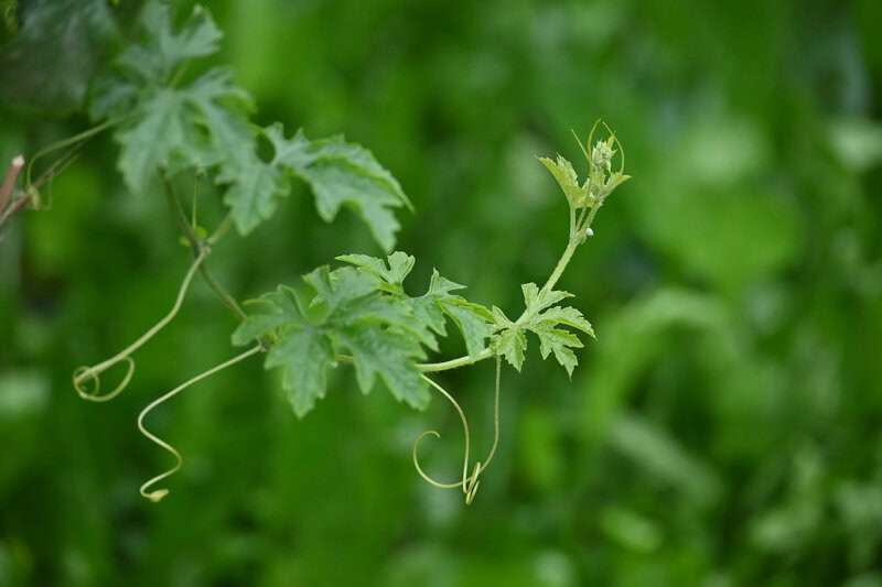 Plants That Can Sense Their Environment