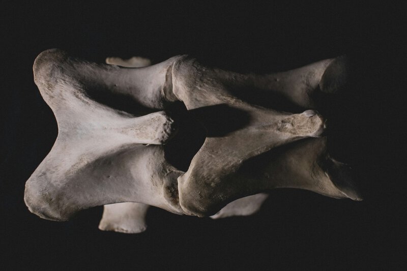 Antarctica's First Dinosaur Bone Sat in a Museum Drawer for 40 Years